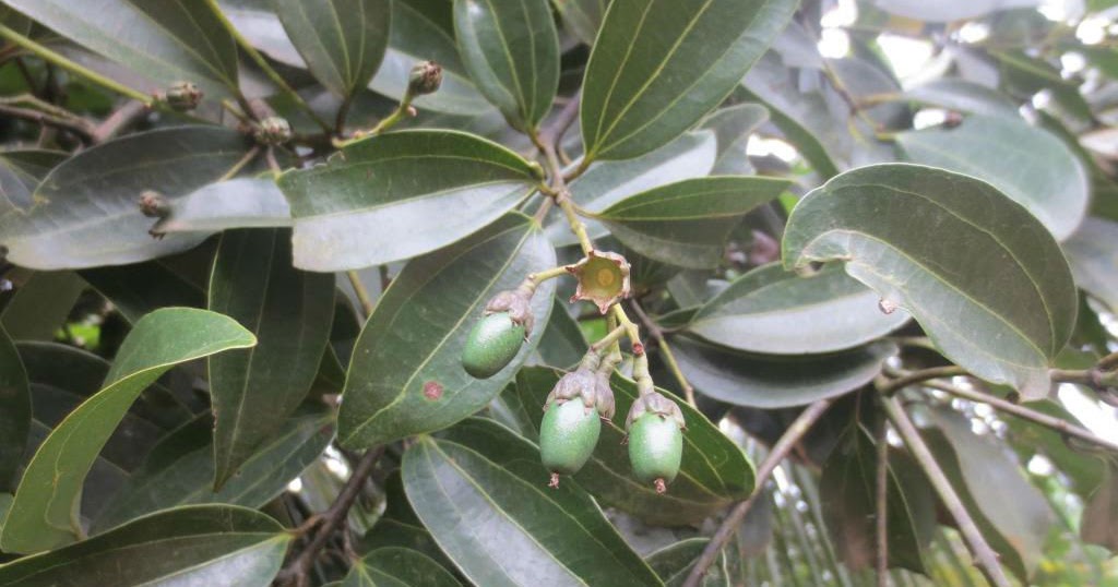 කුරුඳු [Kurundu] (Cinnamomum verum) ~ අපේ ඔසුපැළ Medicinal Plants of ...