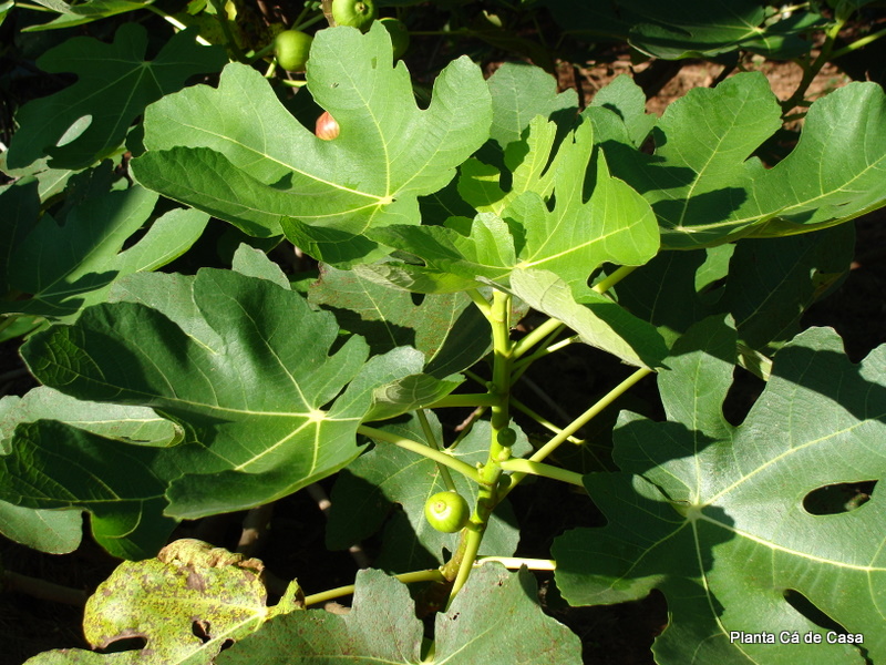 Planta cá de casa: Figo