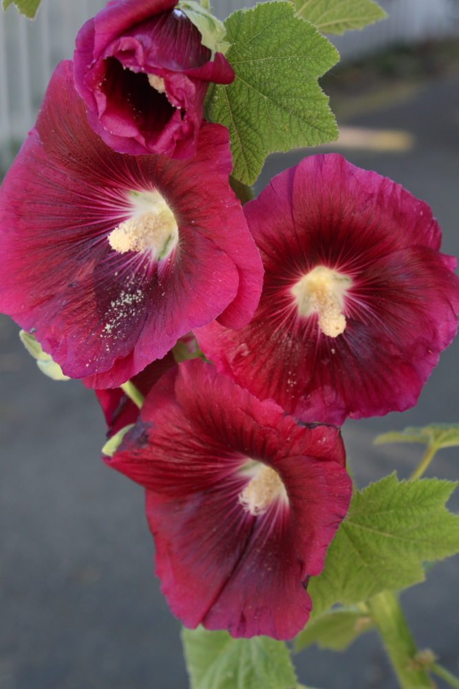 Kelly Lynn Daniels: Luscious Lichen