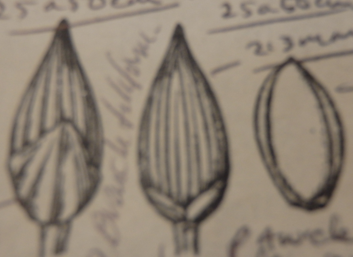 PLANT FAMILIES OF PUERTO RICO AND FLORIDA PAPO VIVES: Poaceae paniceae ...