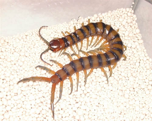 Info : 10 Jenis Lipan Terbesar Di Dunia !! | Kecoh Bebenor