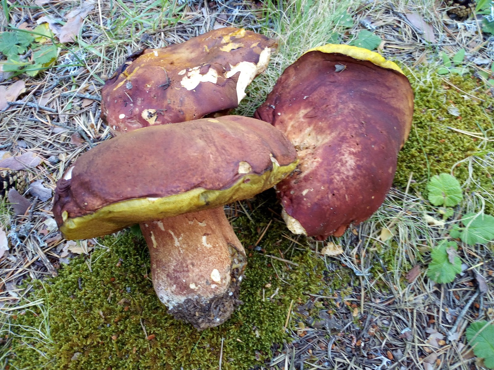 Hongos y setas Serrania Conquense: BOLETUS PINÍCOLA