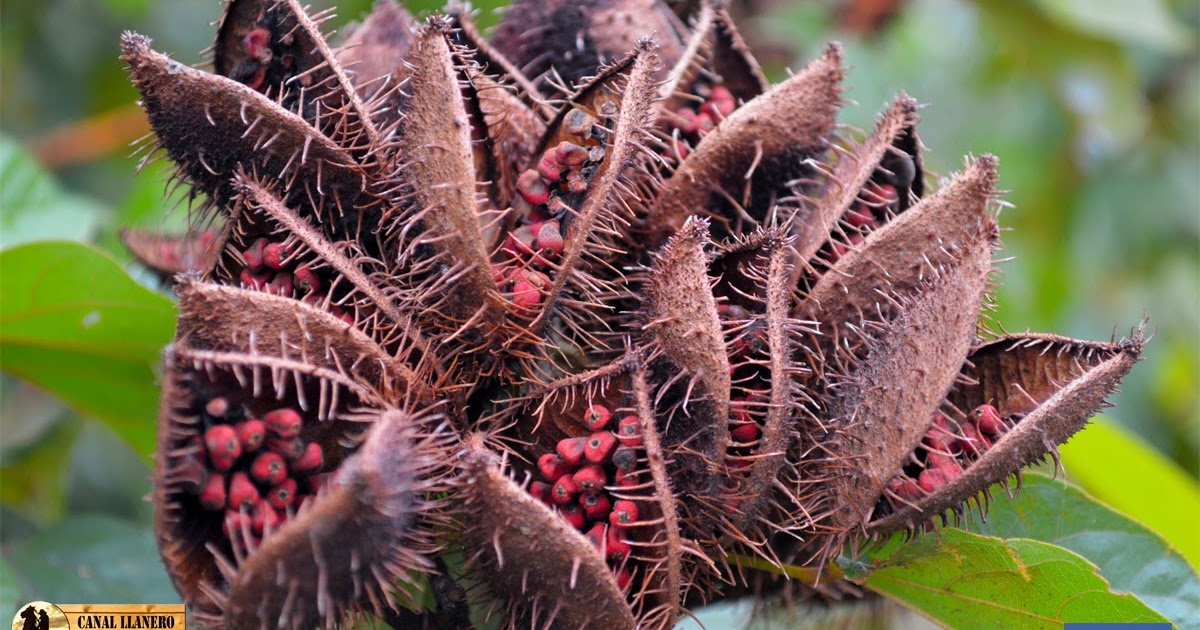 Canal Llanero : ACHIOTE