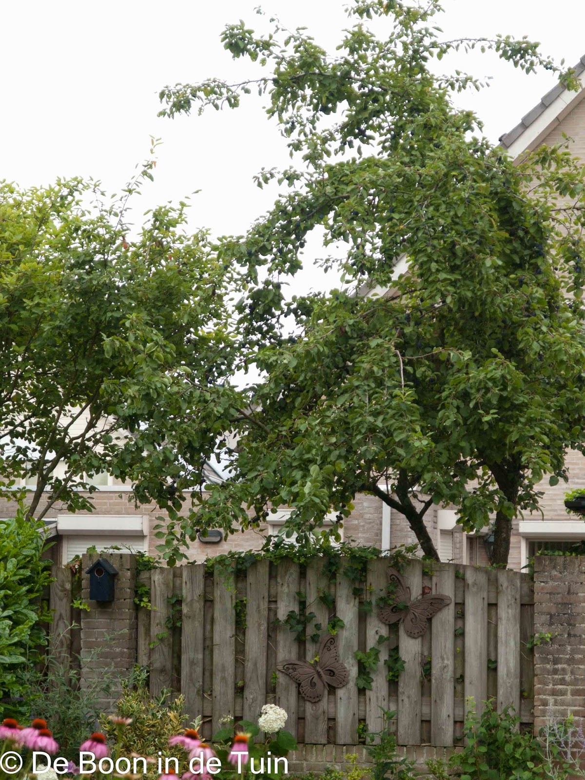 Pruimenjam Maken Recept | De Boon in de Tuin