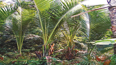 Flora Endemik dari Indonesia Timur