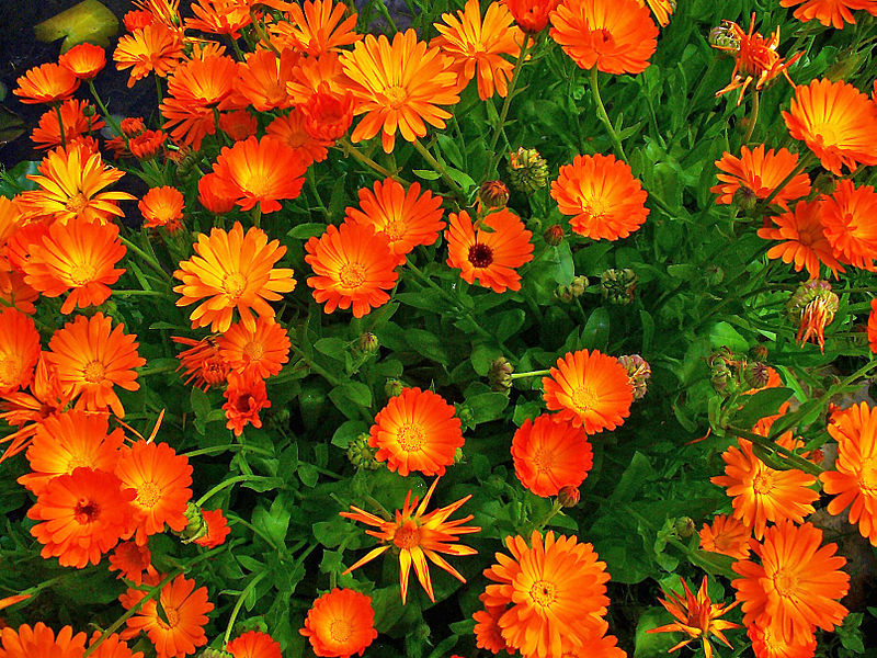 Calendulas for Beauty and Herbal Healing | Proverbs 31 Woman