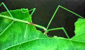 Costa Rica Insights: A Bug with a Chastity Belt? Costa Rica's Walking ...