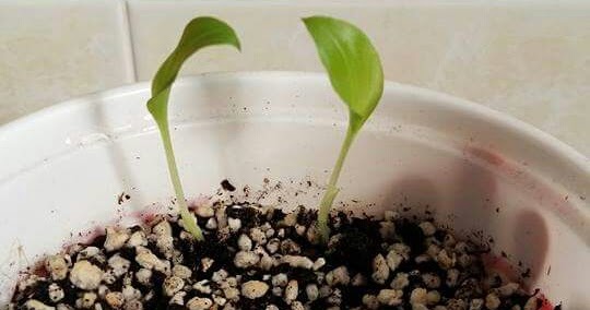 serimama herbs: cara semai bunga kantan