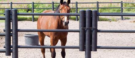 Equisafe Electric fencing - how to select electric fence: Black ...