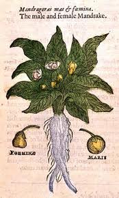 Jacob Versus His Wives! ~ Bible Stories