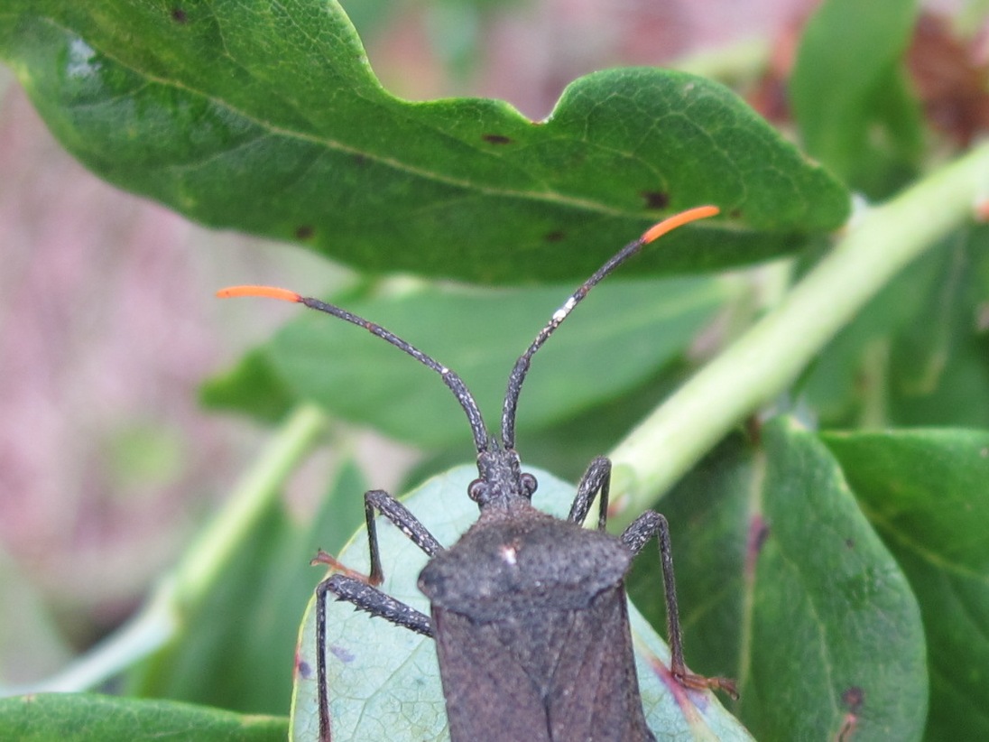 Blue Jay Barrens: Leaf Footed Bug