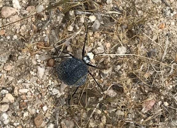 Bourbon, Bastards, and Birds.: Mojave National Preserve Part 1: The ...