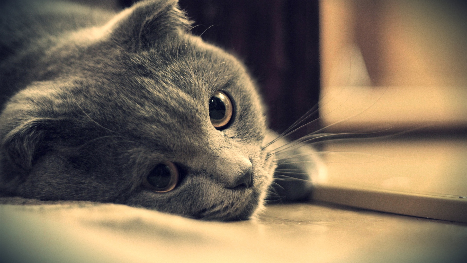 Gray Cat Eyes Close-Up - High Definition Wallpapers - HD wallpapers