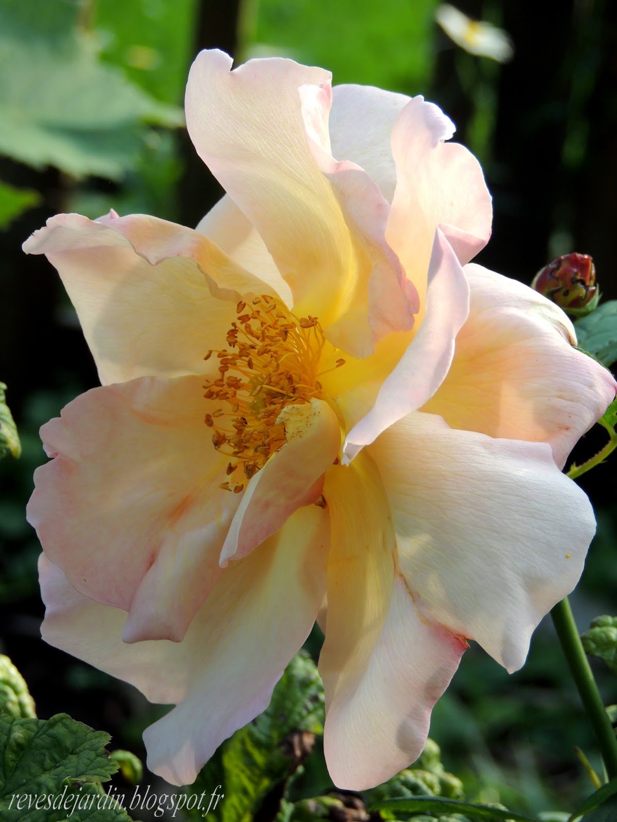 IL ETAIT UN PETIT JARD'AIN ...: REVERIES ROSES (suite)