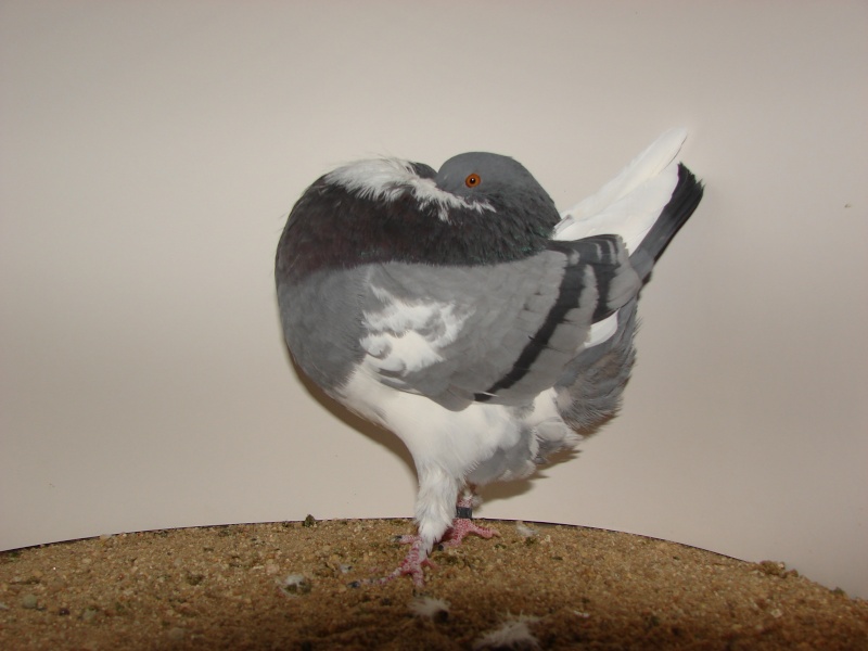 Old German Cropper Pigeon