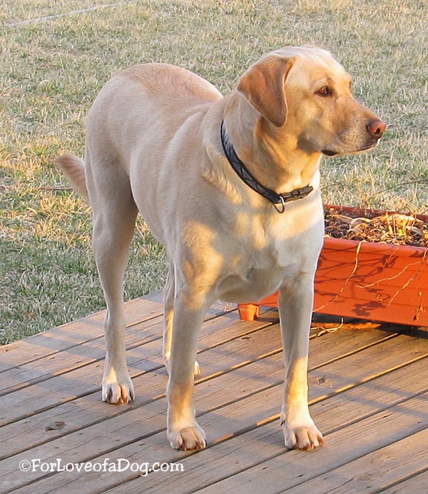 Talking Dogs at For Love of a Dog: You Calling My 104 Pound Labrador ...