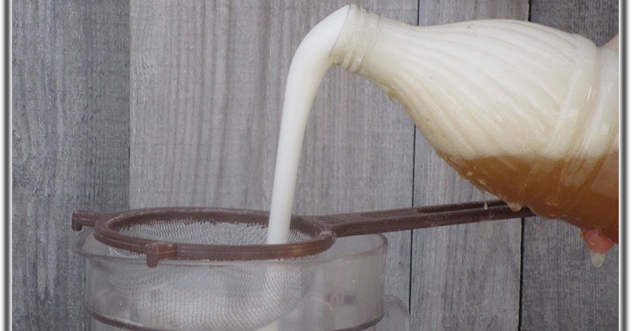 Gör egen kombucha! Scoby svamp till salu, skickas med vanlig post på 1 ...