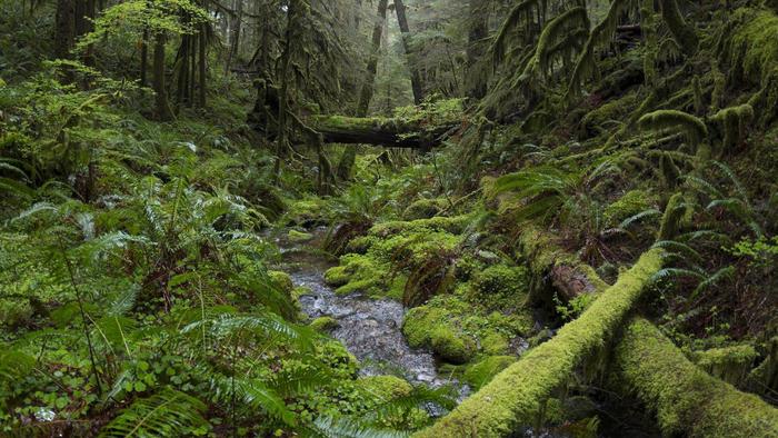 Tropical rainforests: TROPICAL RAINFORESTS OF THE WORLD