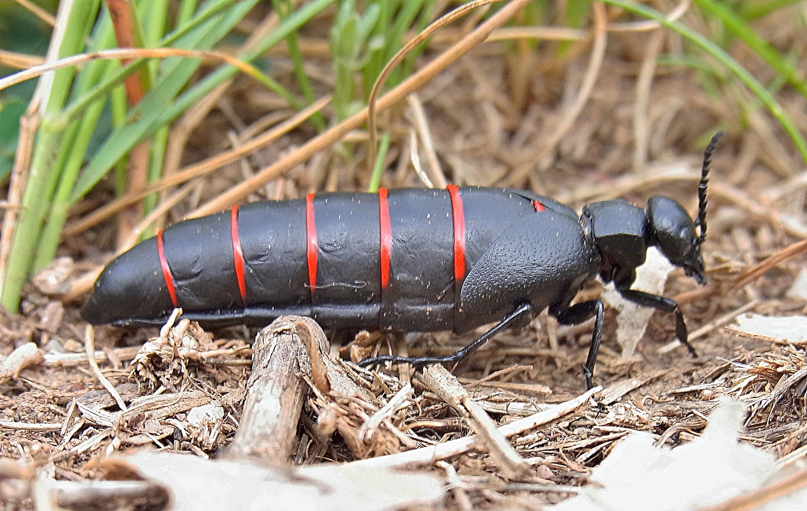 Real Monstrosities: Oil Beetle