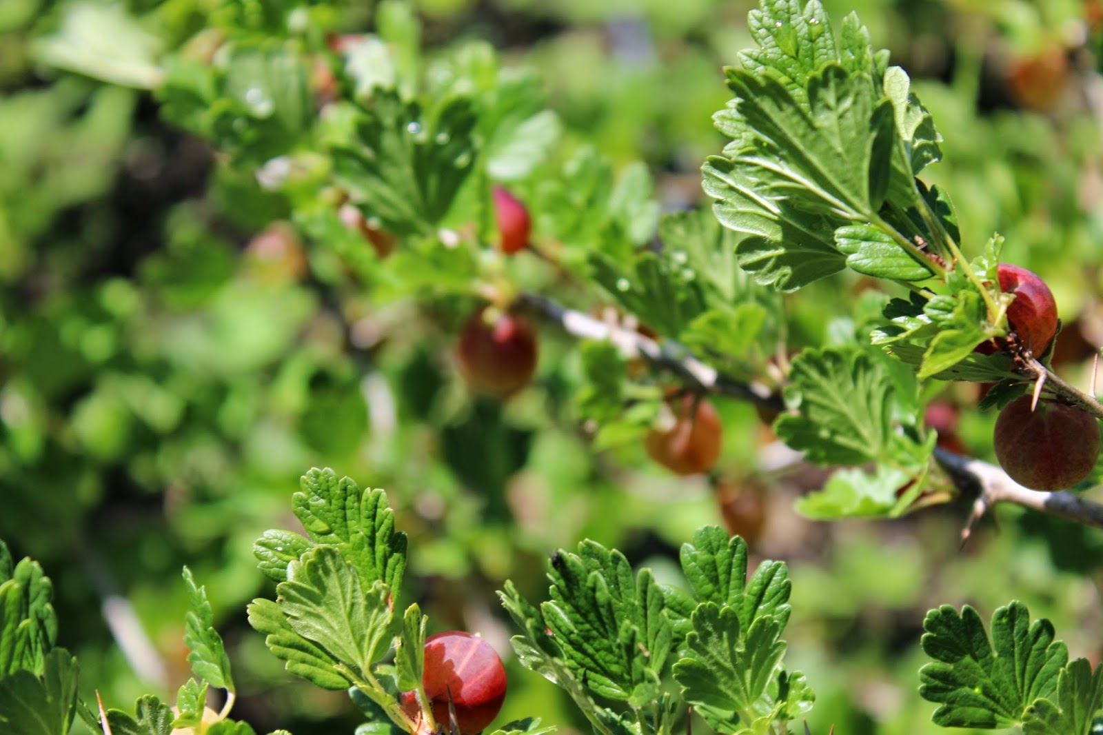 Groseillier à maquereau