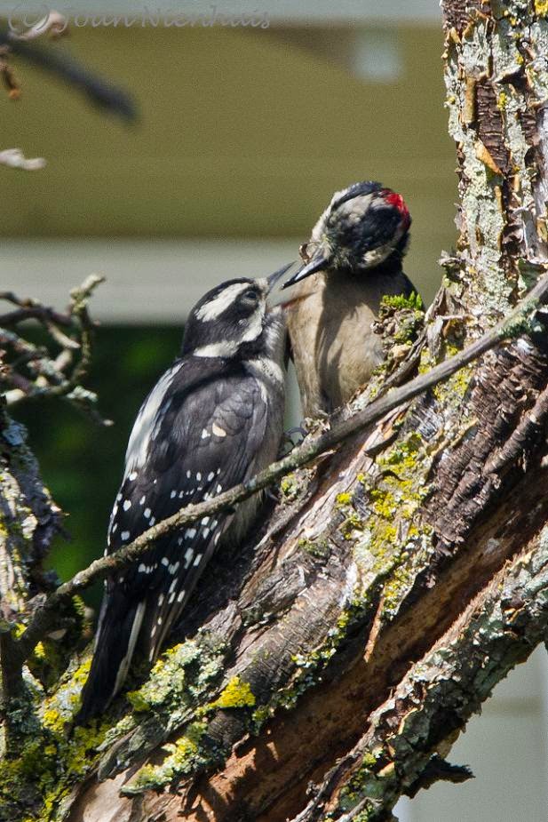 Pacific Northwest Photography: Hairy Woodpecker Pair, male feeding female