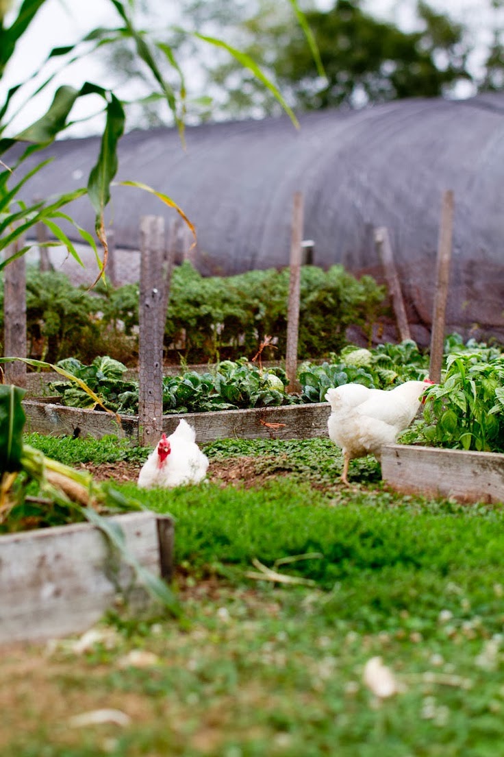 Chicken Scratch has moved!: My Custom Homestead: Step 2