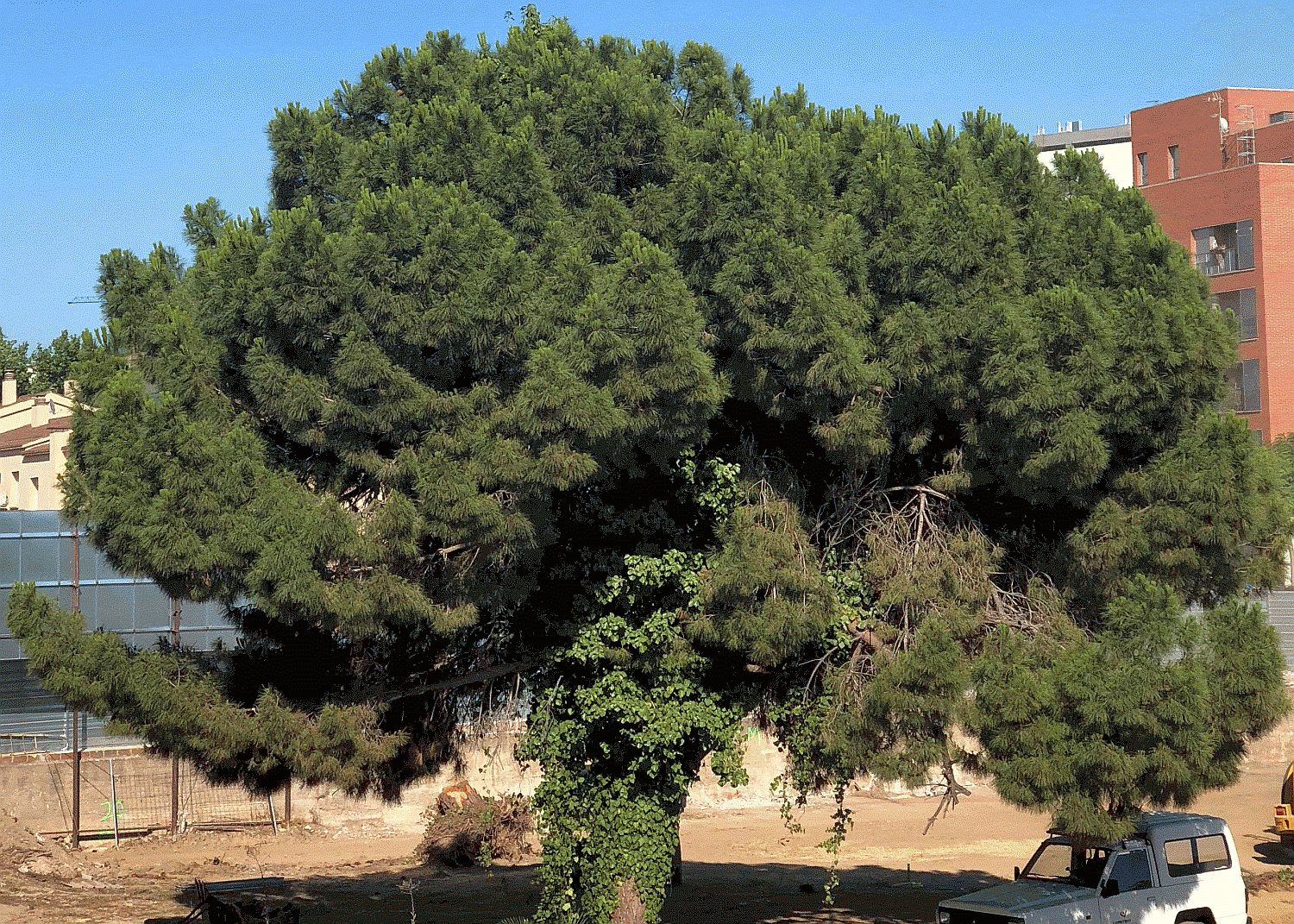 Amics arbres · Arbres amics: Un pi centenari que val la pena salvar