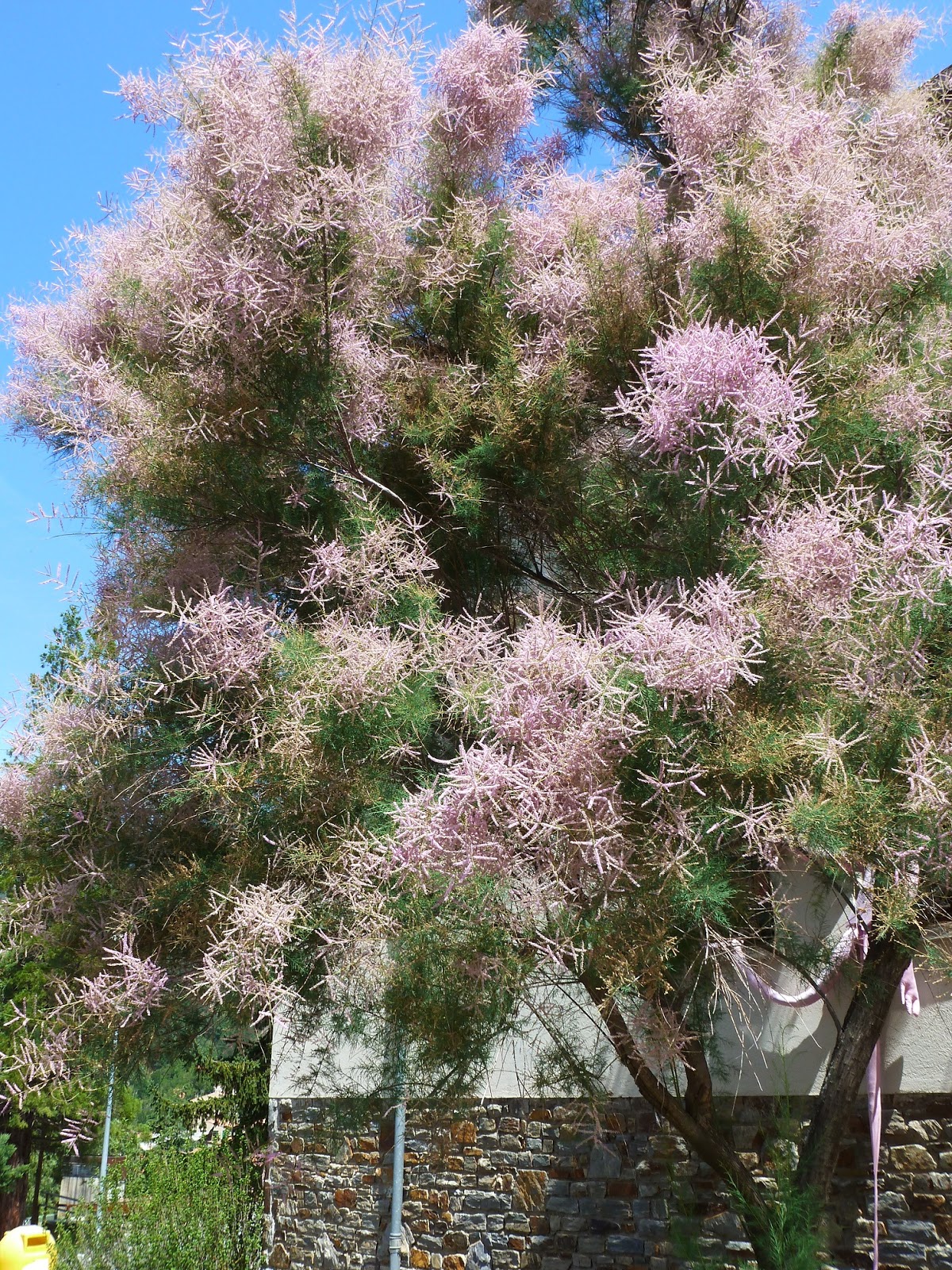 Árboles con alma: Tamarisco. Tamariu. (Tamarix gallica)