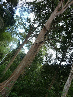 Sarawak Mirror: Mount Siburan the ancestral village of the Biatah