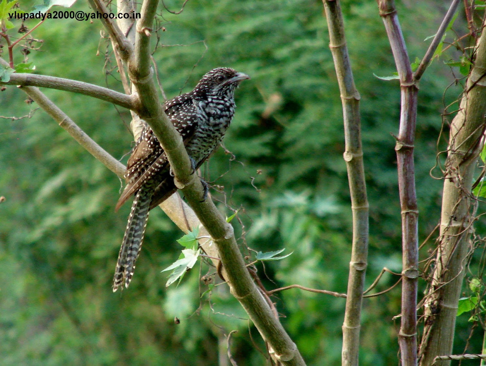 Birds of Malyadi: Our Initiative