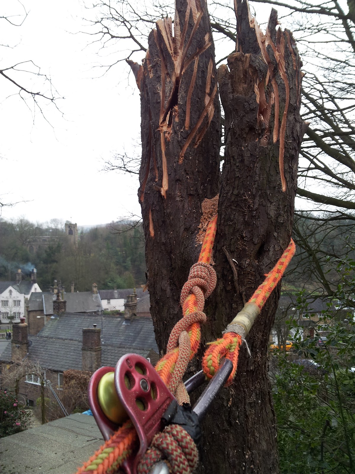 Arbography: Coronet Cuts