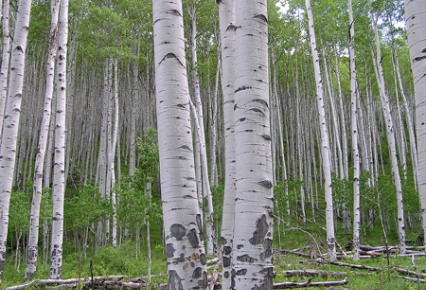 elarbolmiamigo-encinarosa: Álamo temblón / Populus tremula / Populus ...