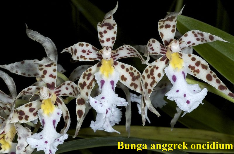 Baru 36+ Ciri Ciri Bunga Anggrek