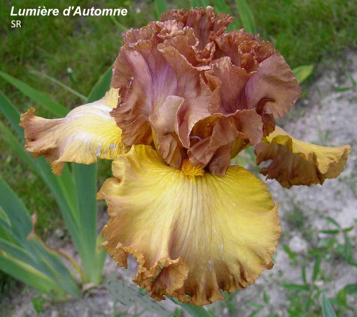 World of Irises: French Irises and Their Hybridizers