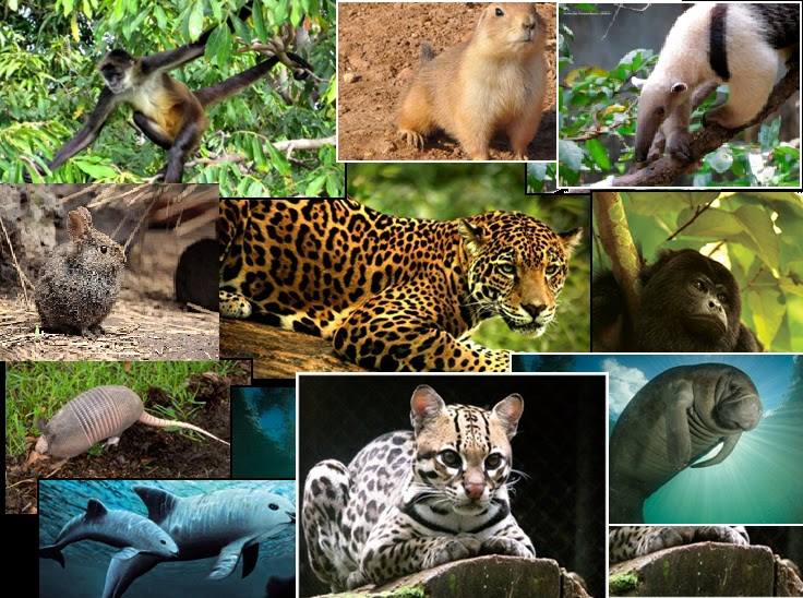 ¿Qué es endemismo? - Ajolote "Axolotl"