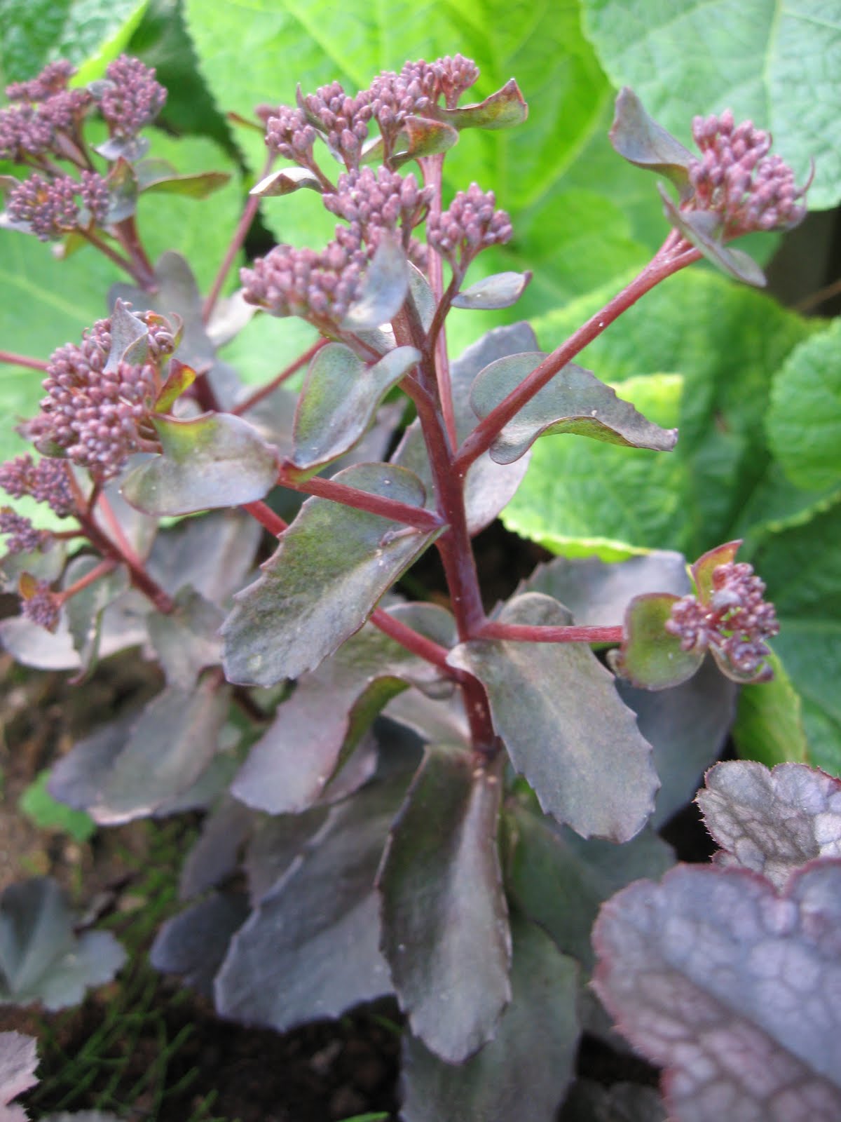 Heléns Trädgårdsplätt: Mörkbladigt - Alunrot, Silverax & Kärleksört