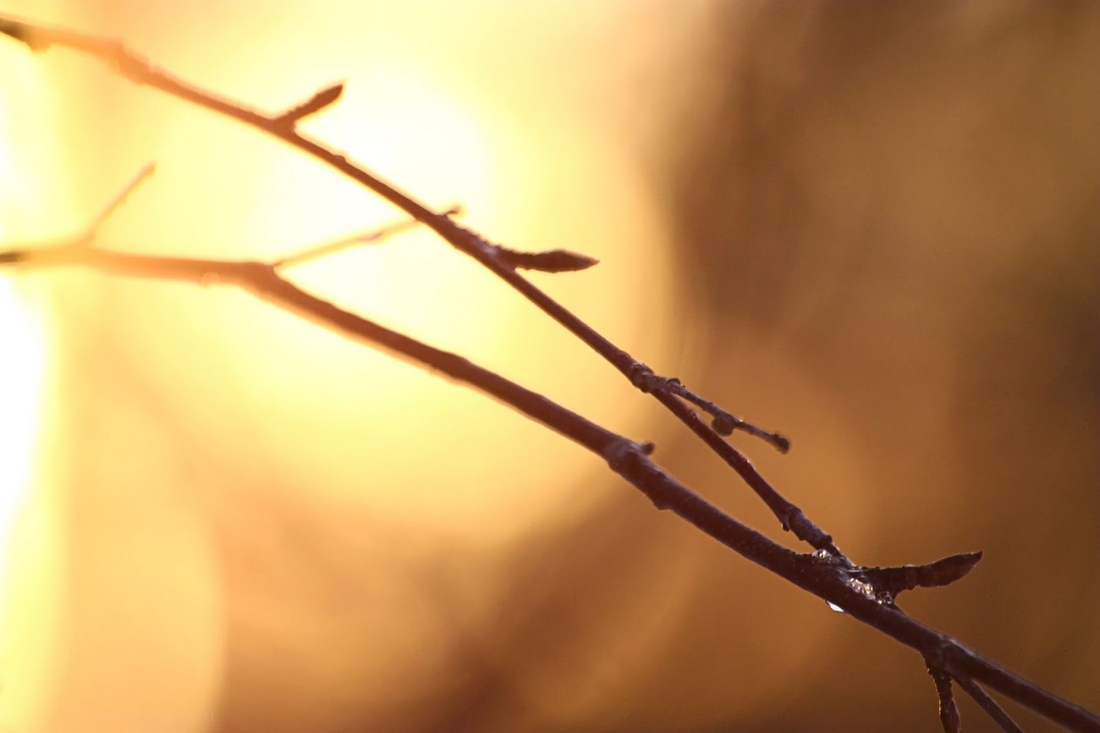 Öregrund free images: Free spring images. Gratis bilder vår, knoppar