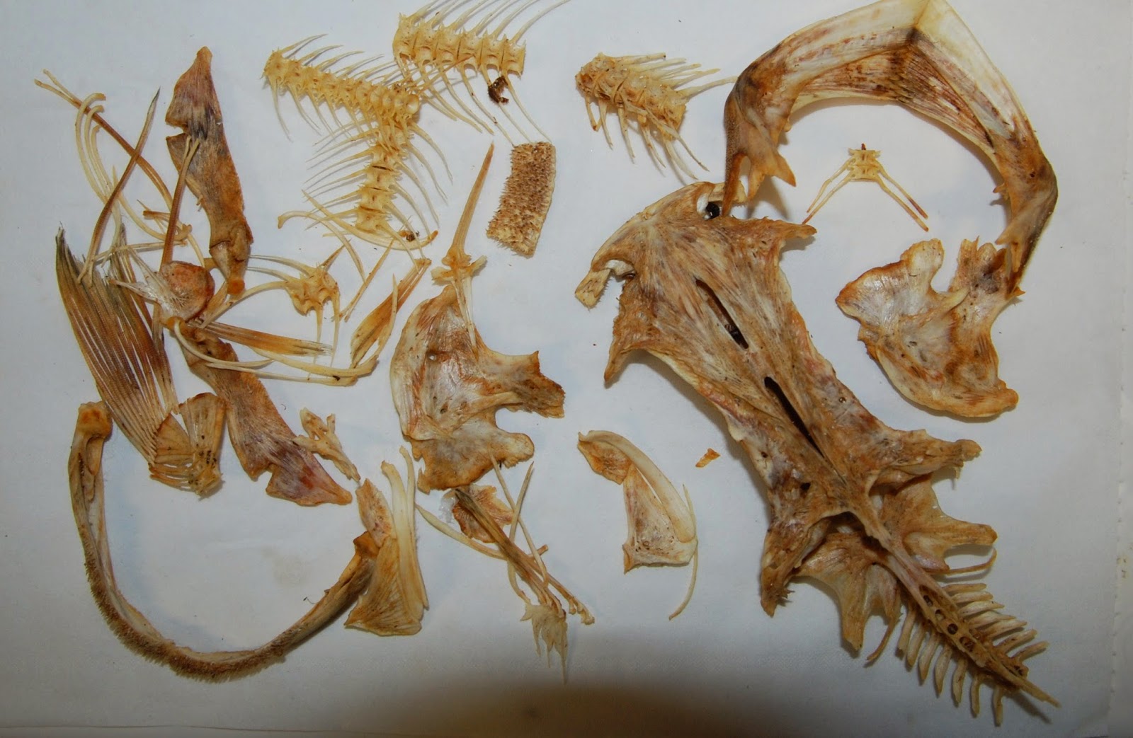 Skulls, bones and fish soup: Greasy stuff