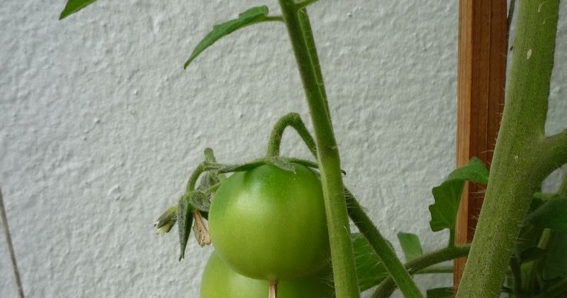 csipike a konyhában: Erkély kert