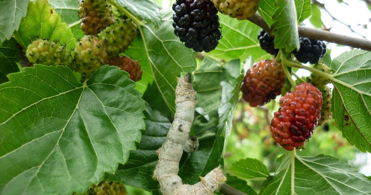 HOW TO GROW A MULBERRY TREE |The Garden of Eaden