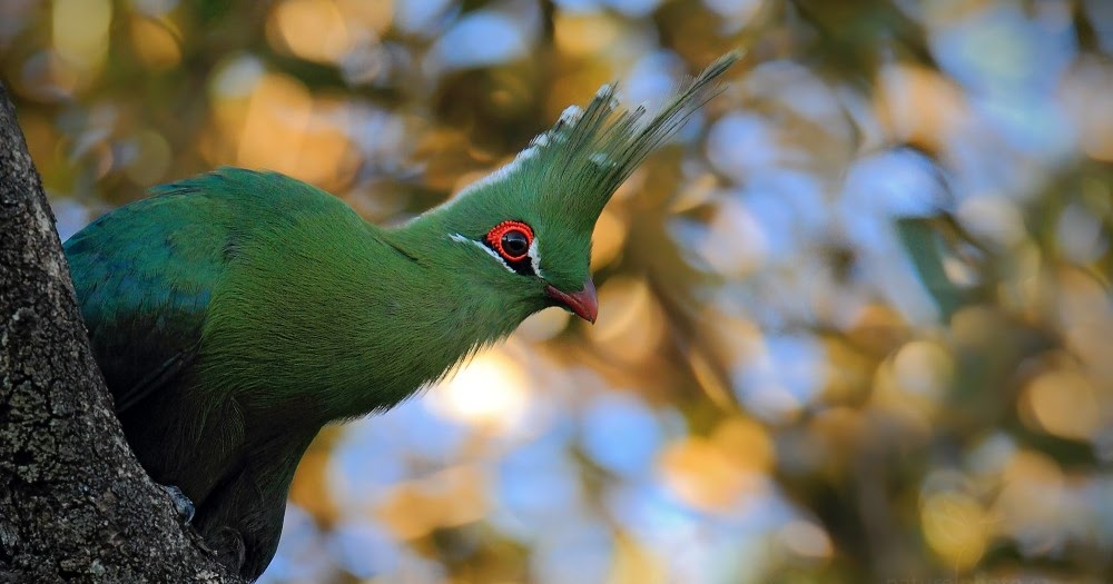 VERENGA: Ibvaka PaNyoka Iyo