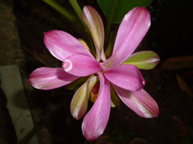 White Turmeric - Haran Kaha | SL Flora