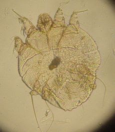 Scabies : Tungau Penyebab Penyakit Kulit pada Kucing - Persian Cats
