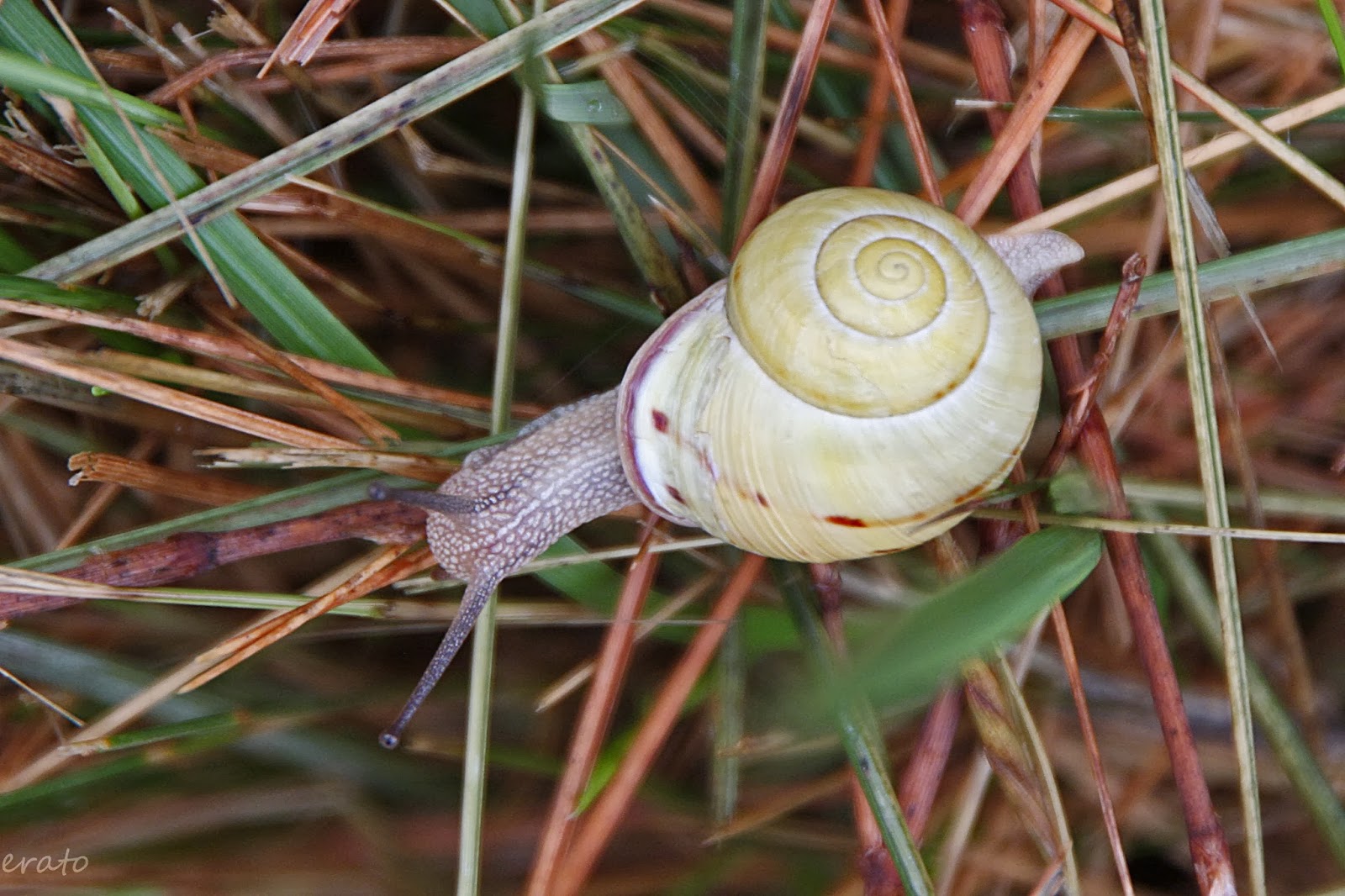 Rêveries: Les colimaçons ......
