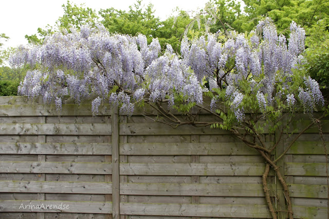 Hof van Jaantje: Blauwe regen