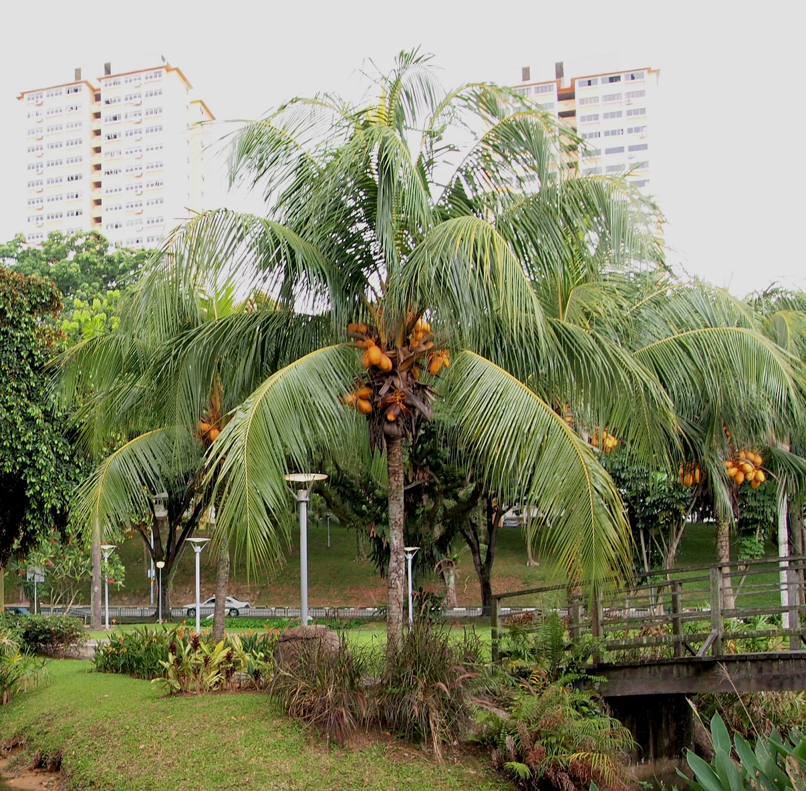 Riverine Parks: Cocos nucifera