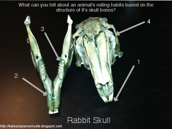 Skull Investigation Activity for Teaching about Predator-Prey ...