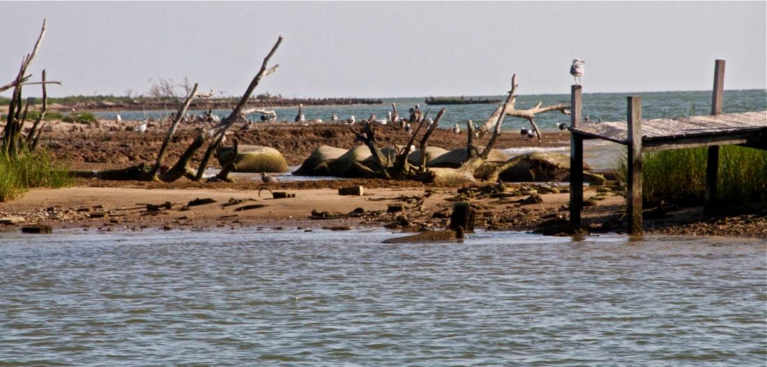 Deserted Places: Holland Island in the Chesapeake Bay