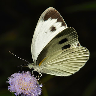 Variety of Life: Pieris