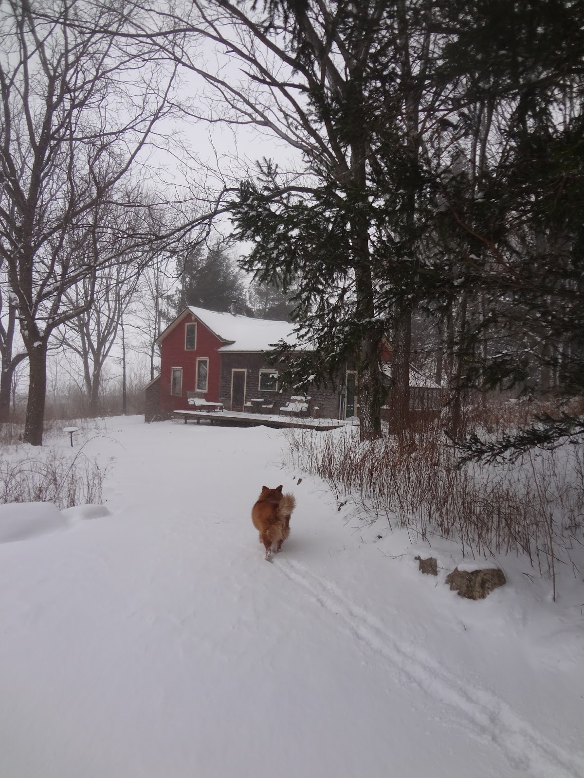 Zinta Aistars: On a Writer's Journey: Snow, snow and the snow, the snow